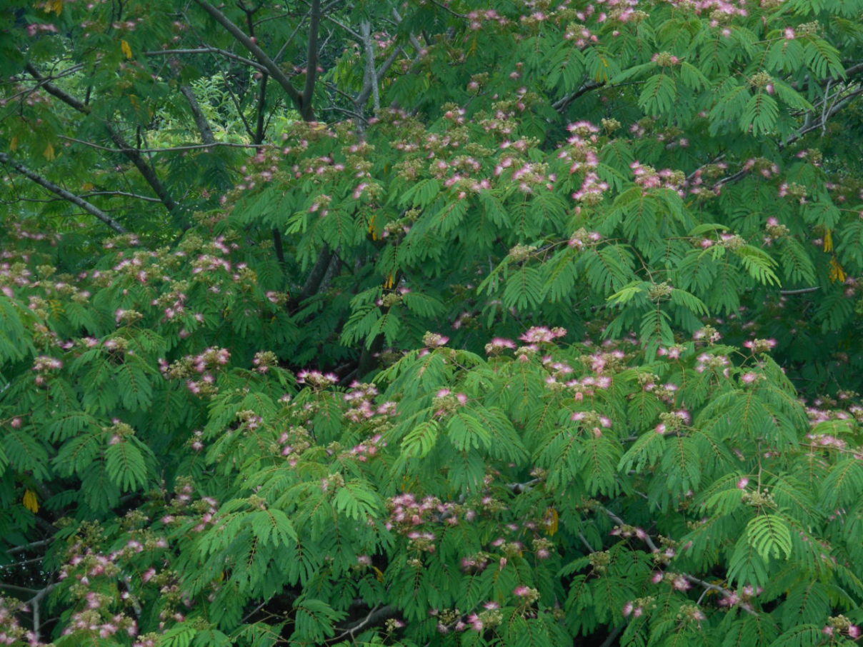ネムノキ（合歓の木） - おでかけナビ・名古屋と愛知の公園であそぼう！おでかけナビ・名古屋と愛知の公園であそぼう！