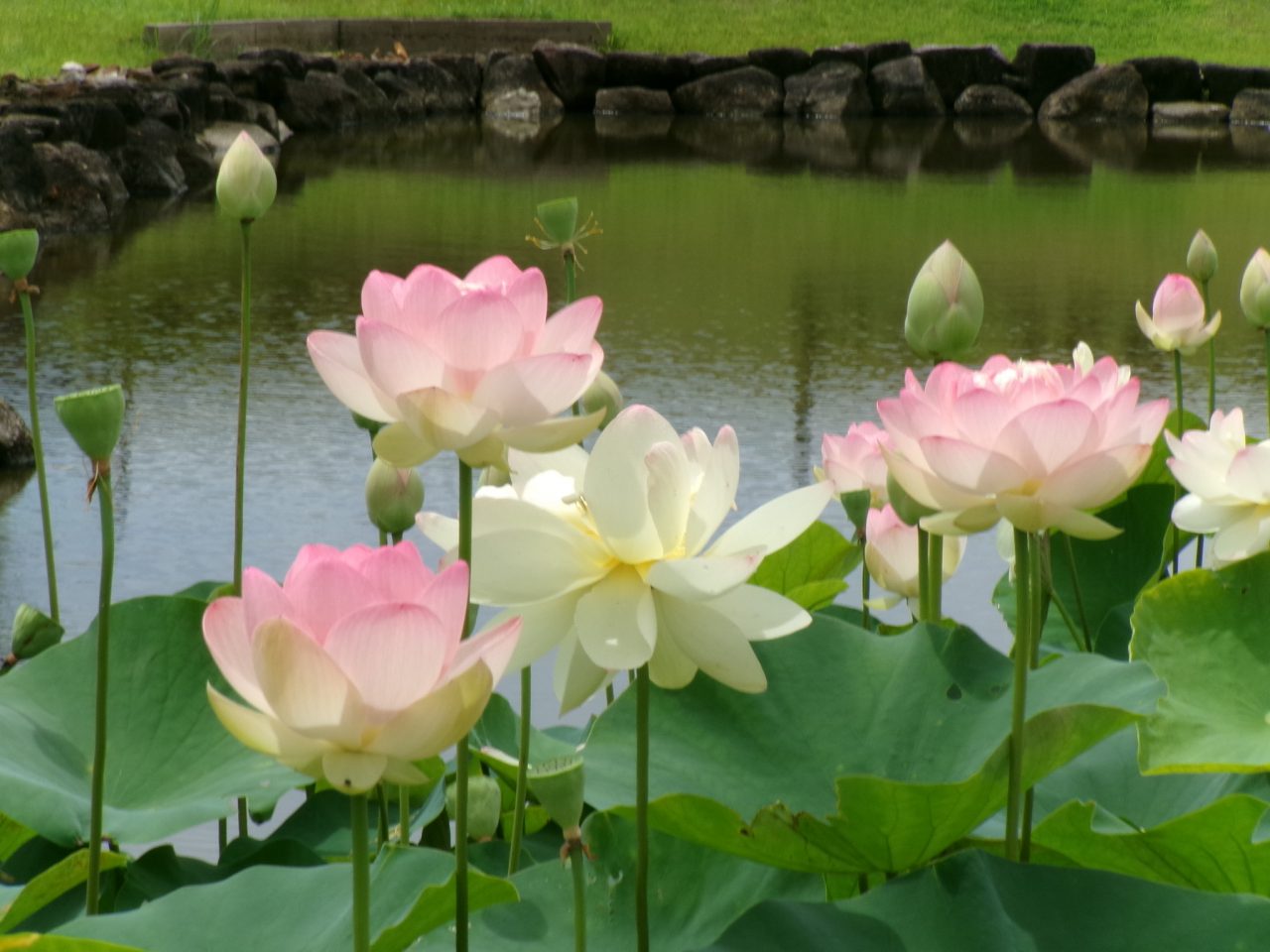 ケーブルTVさんで放映されます！(6/25･26) - おでかけナビ・名古屋と愛知の公園であそぼう！おでかけナビ・名古屋と愛知の公園であそぼう！